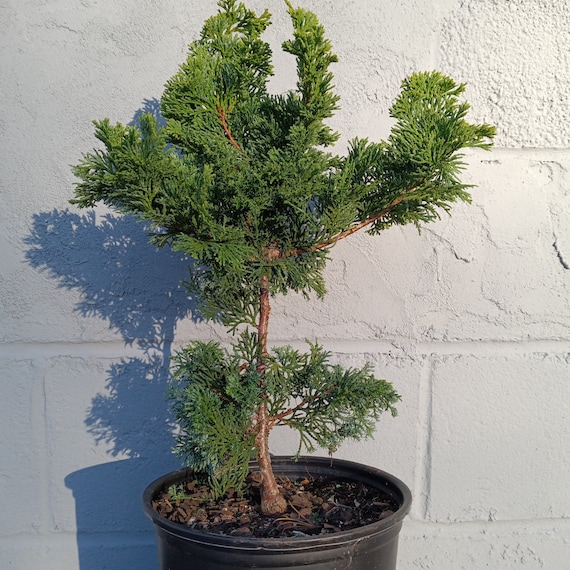 Dwarf Cypress Tree