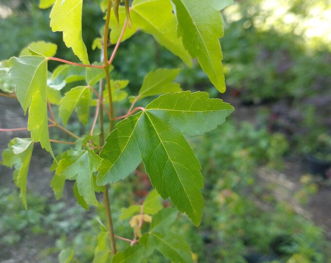 12-18" Trident Maple Trees , Bareroot, Beautiful Fall Color, Highly ...