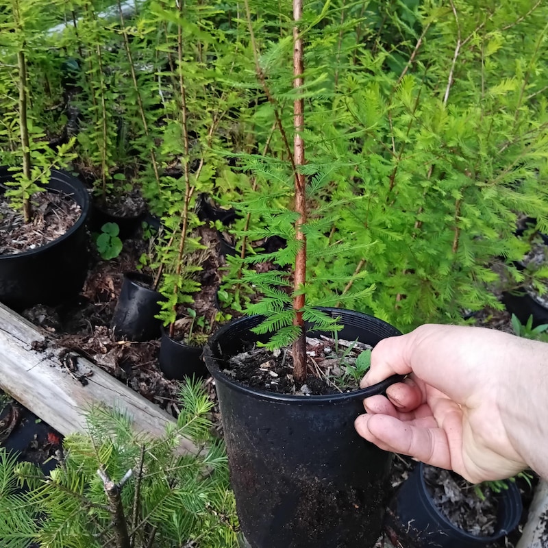 One Cypress Tree - Etsy