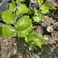 Fagus Sylvatica (european Beech) Tree Seeds, Vibrant Fall Color Shades ...