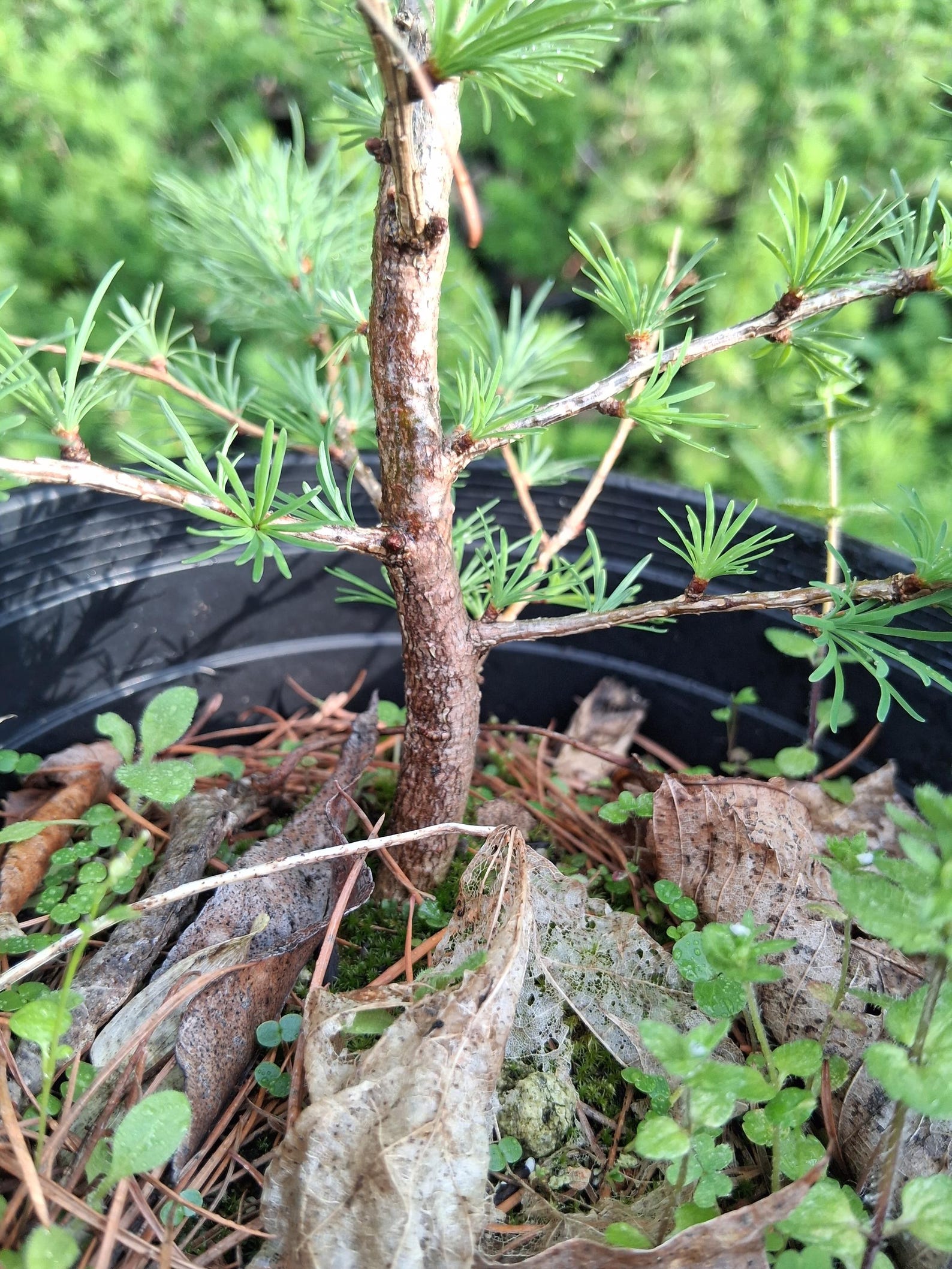 Japanese Larch Trees in 1 Gallon Pots - Etsy