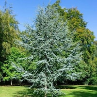 Cedrus Deodara 'feeling Blue' - Deodar Cedar - 12" Tall - 1 Gallon Pot ...