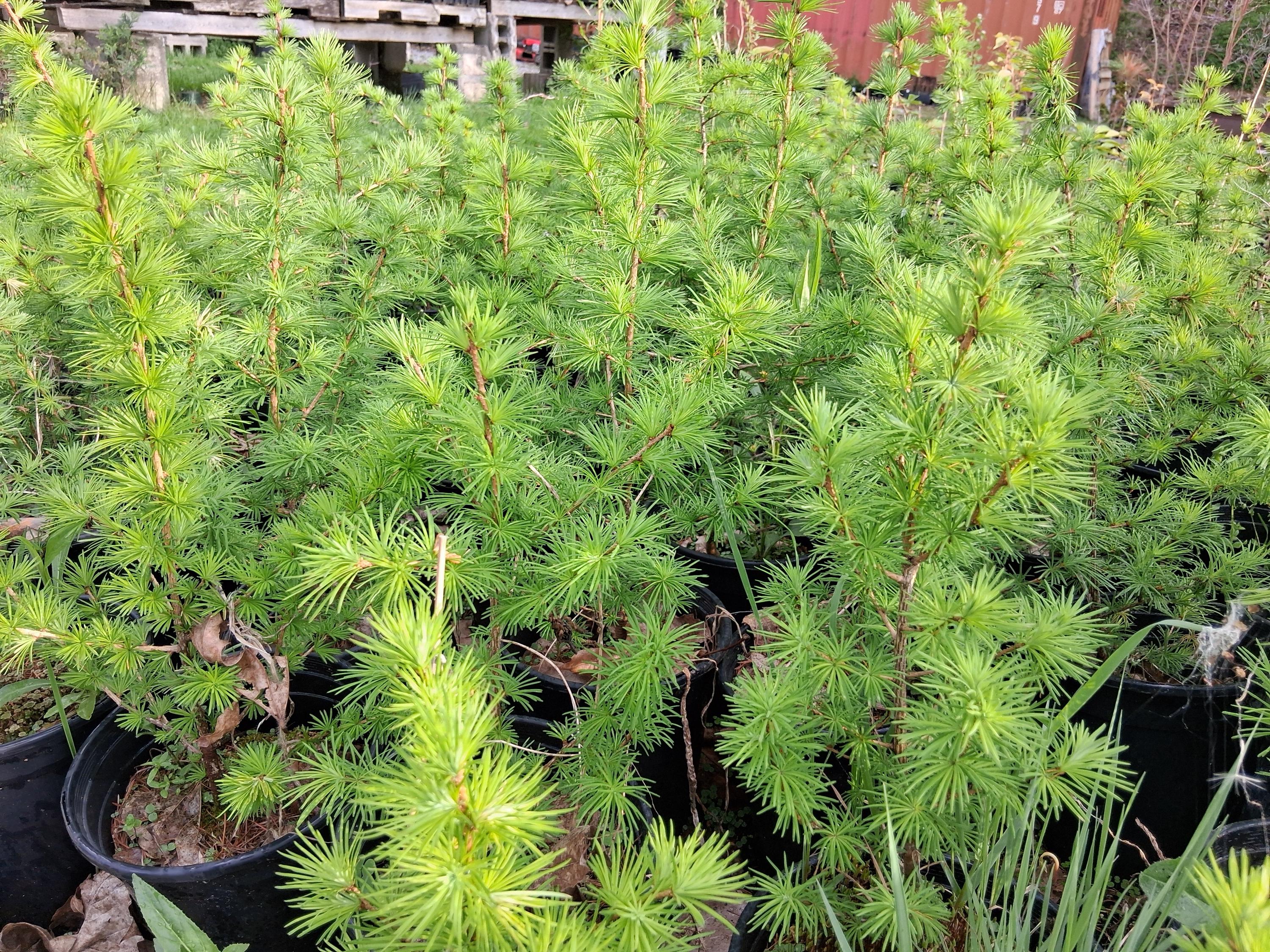 Japanese Larch Trees in 1 Gallon Pots - Etsy