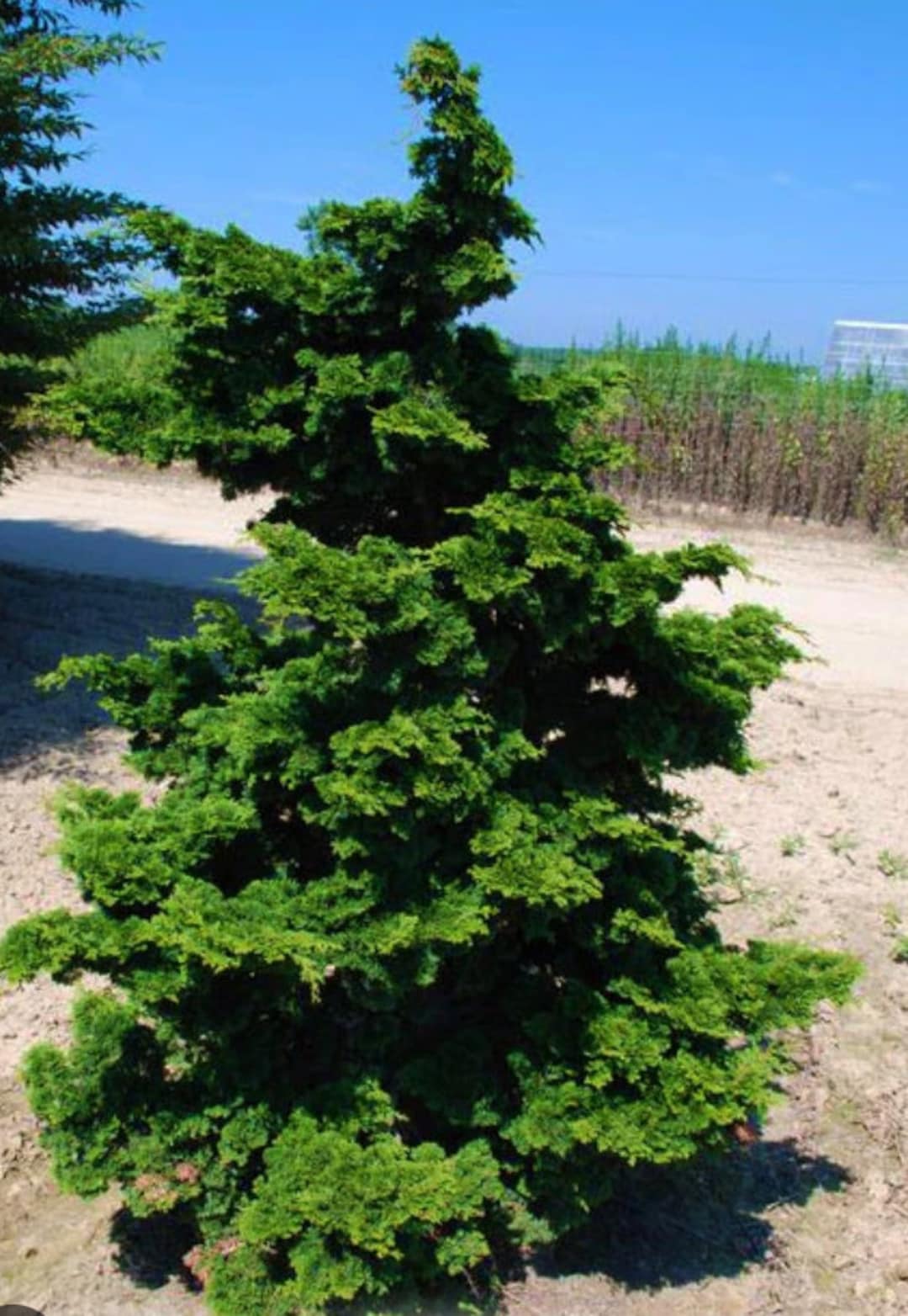 Hinoki Cypress 'wells Special' - Etsy