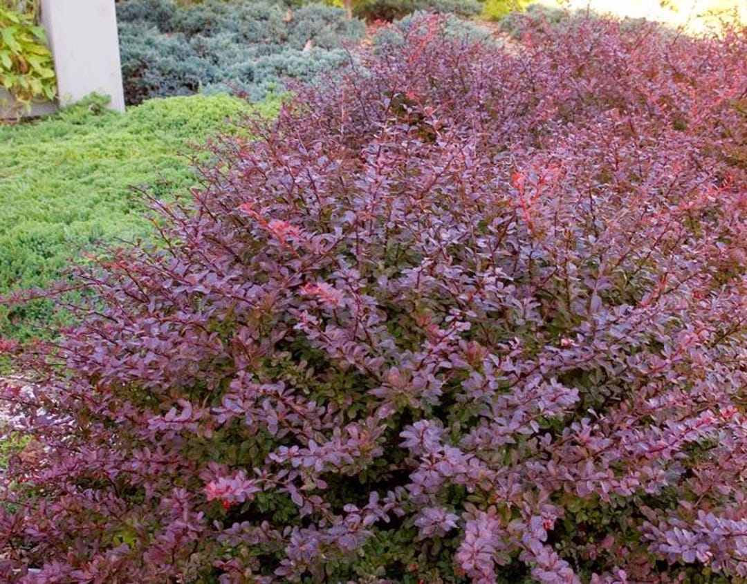 Crimson Pygmy Barberry - Etsy