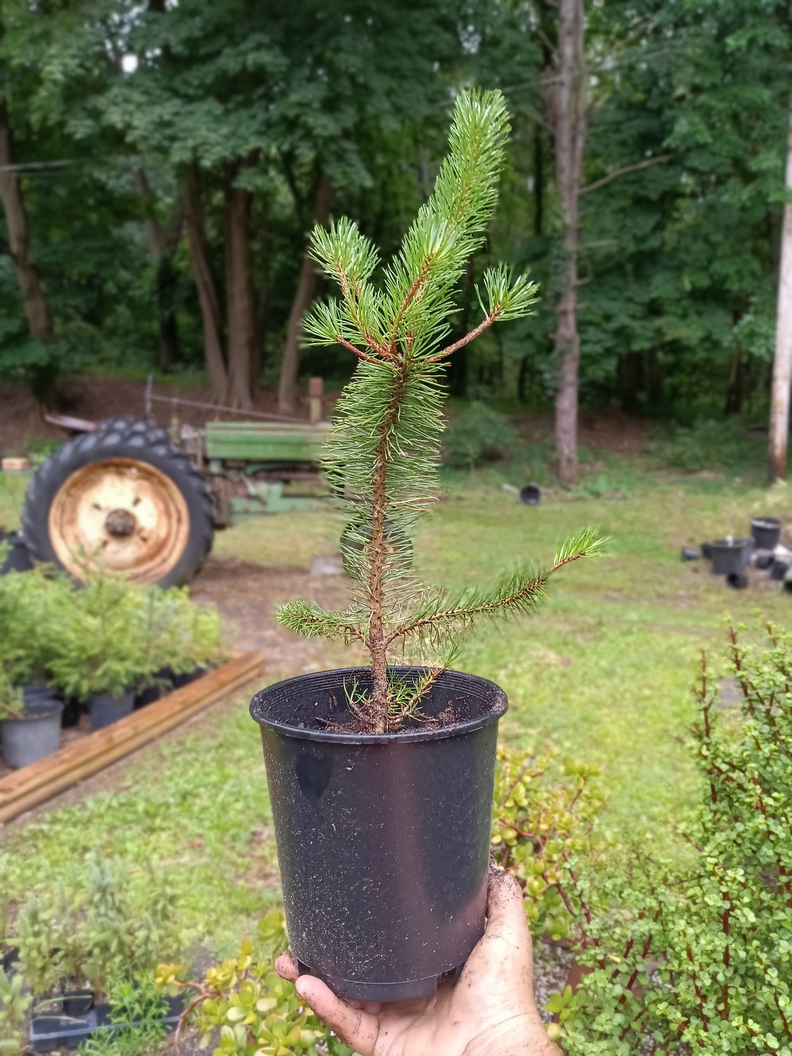 Scotch Pine in One Gallon Pot - Etsy