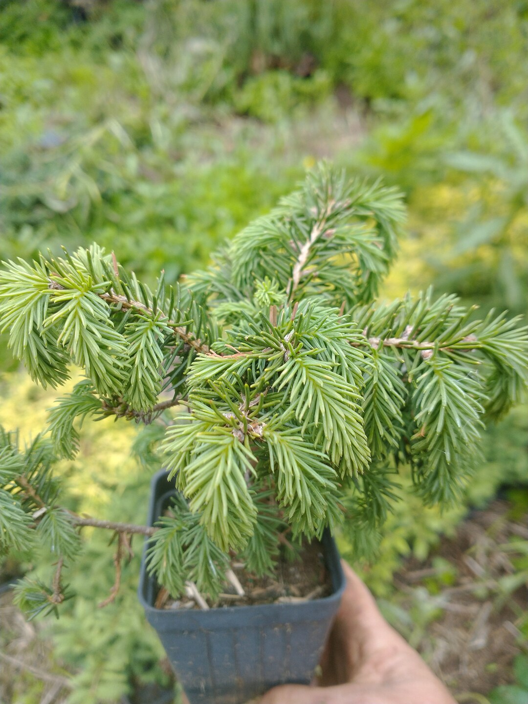 Birds Nest Spruce (picea Abies 'nidiformis') - Etsy