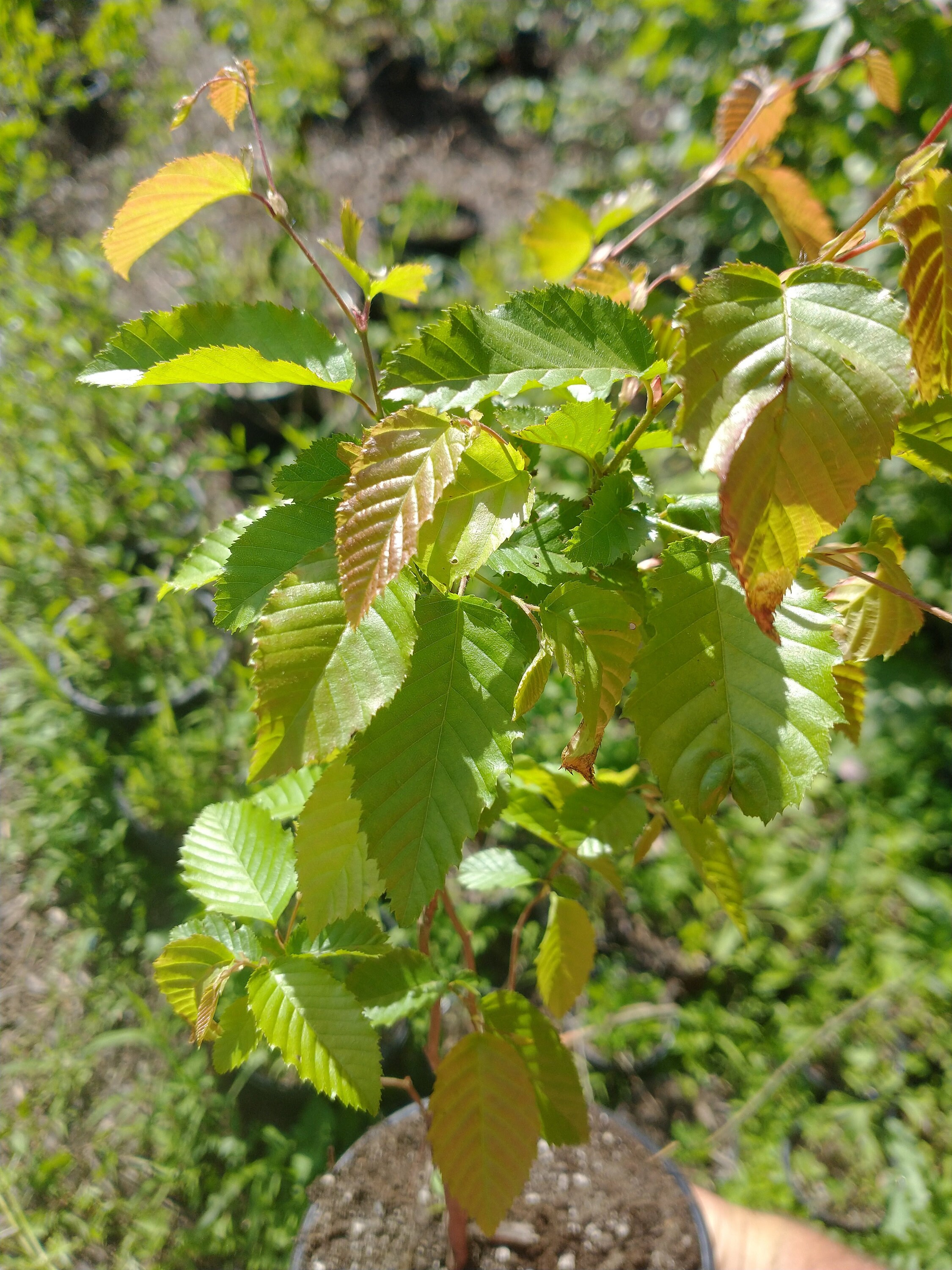 American Hornbeam - Etsy