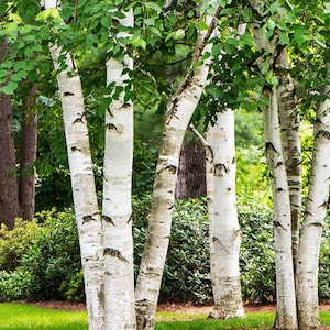 European White Birch Tree 24-30" Multiple Trunk Trees - Etsy