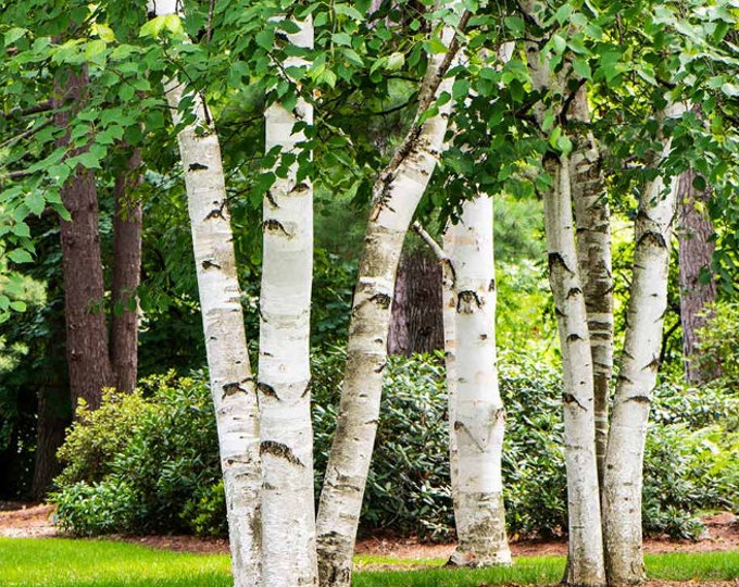 European White Birch Tree 24-30" Multiple Trunk Trees - Etsy