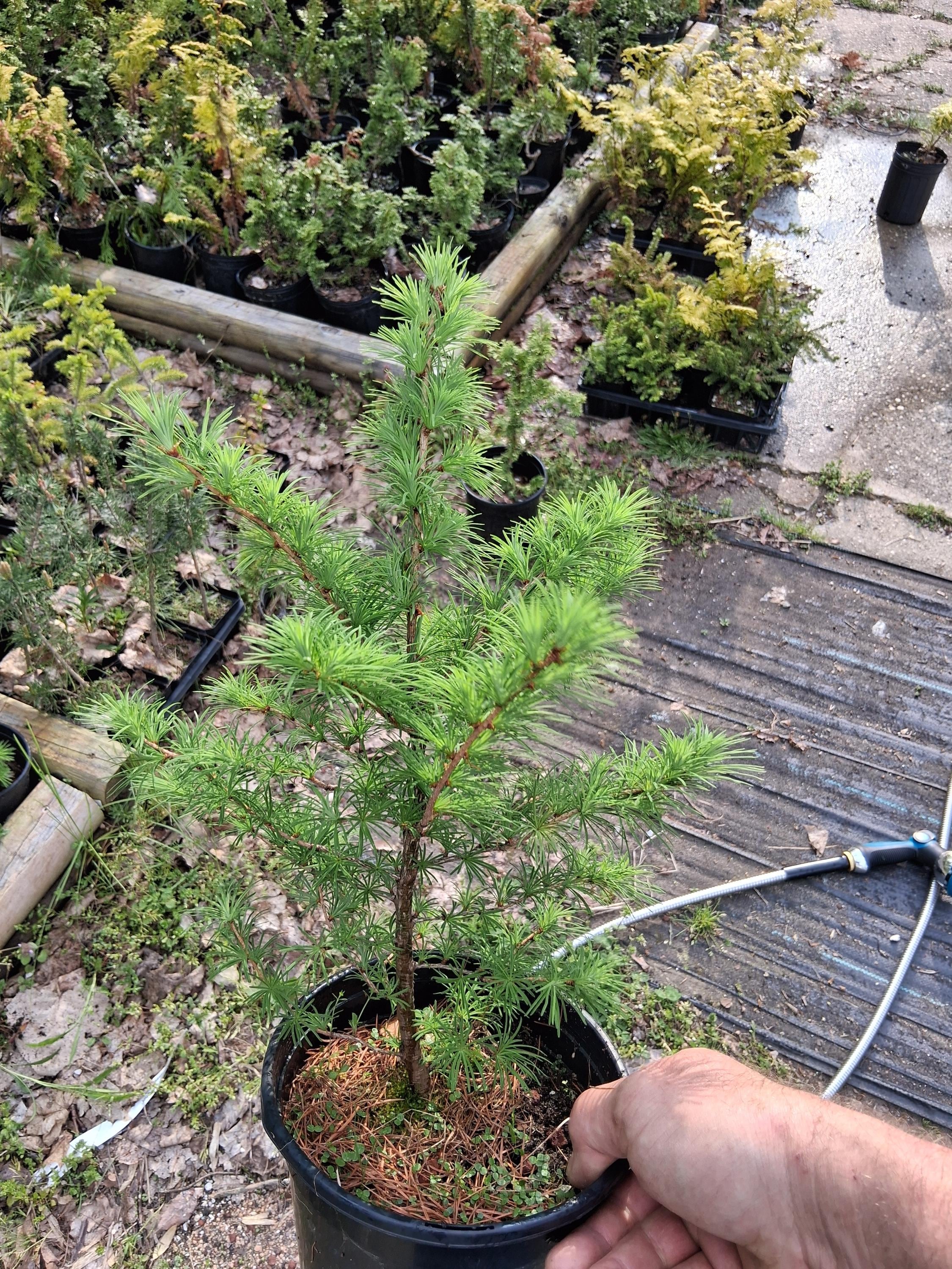 Japanese Larch Trees in 1 Gallon Pots - Etsy