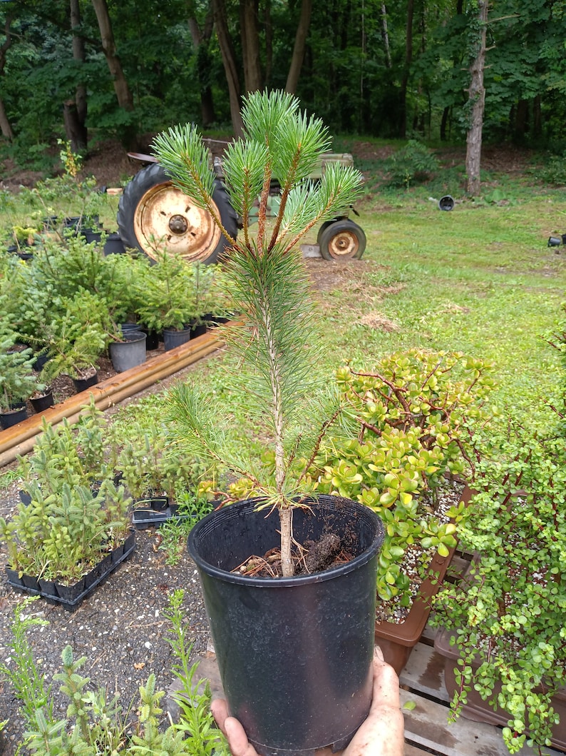 Scotch Pine in One Gallon Pot - Etsy