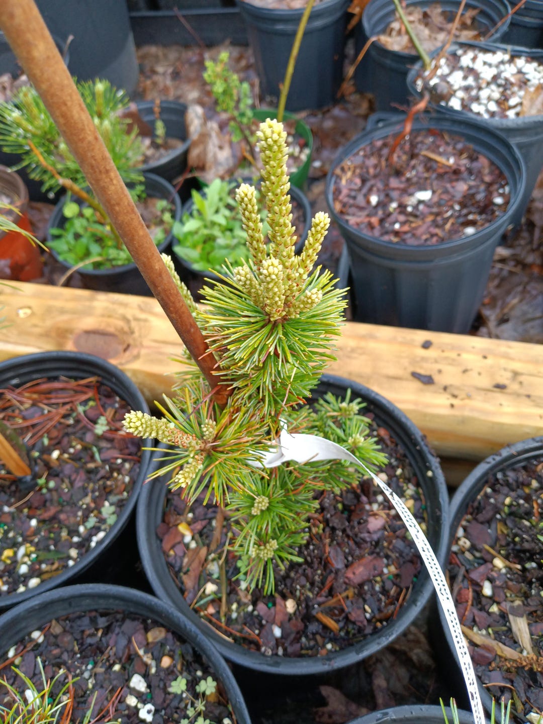 Japanese White Pine-adcocks Dwarf in One Gallon Pot. - Etsy