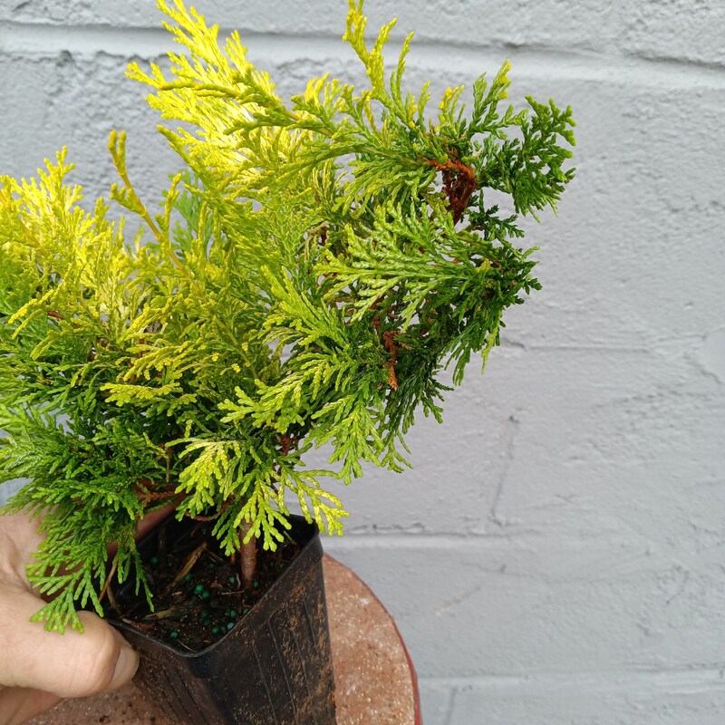 Dwarf Cypress - Etsy