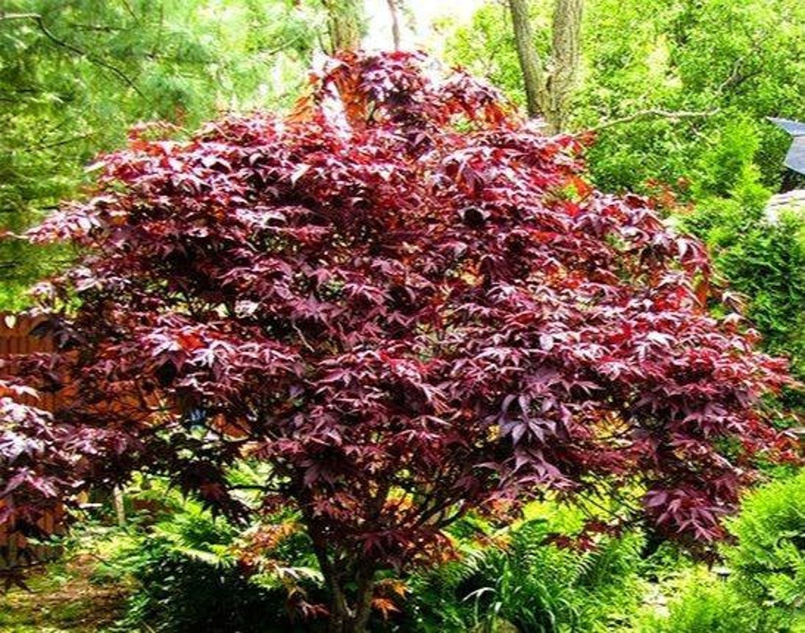 Stunning Japanese Red Maple Tree acer Palmatum - Etsy