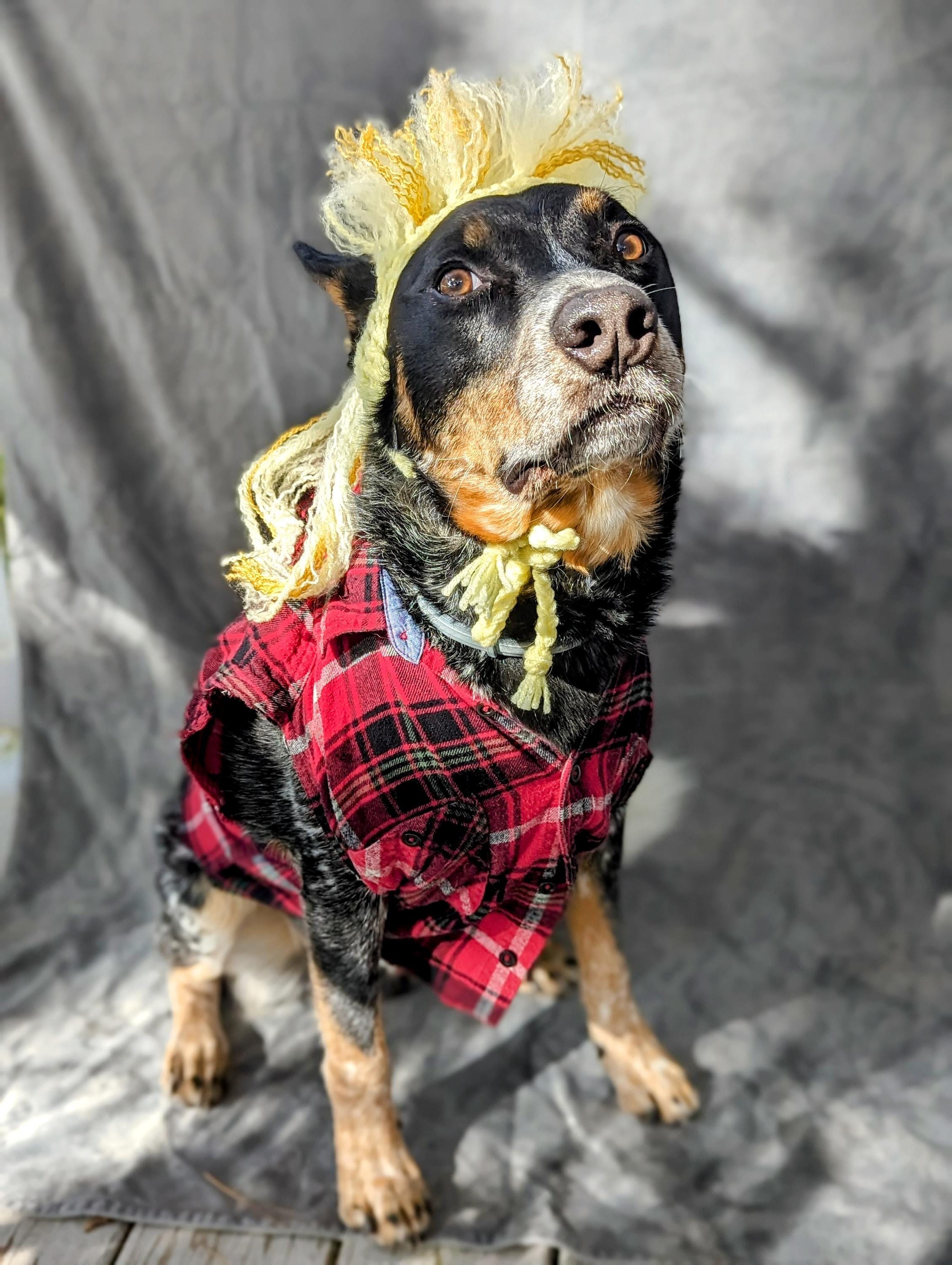 Dog Mullet Crochet Pattern - Etsy