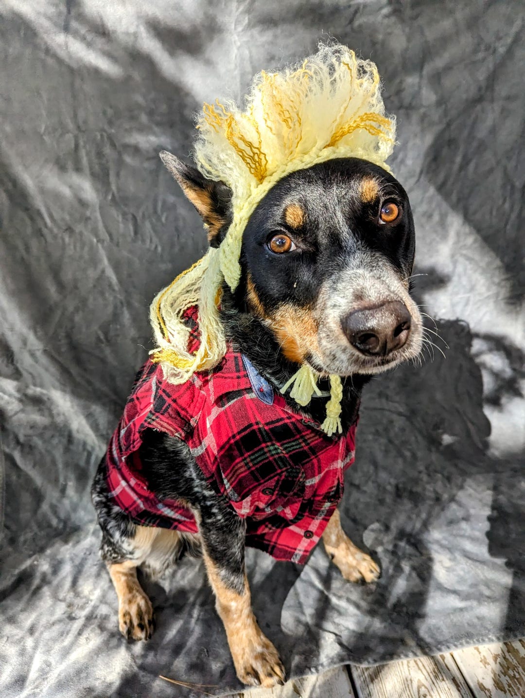 Dog Mullet Crochet Pattern - Etsy