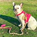 5ft Handmade Braided Rope Dog Leash With Best Quality Genuine Leather ...