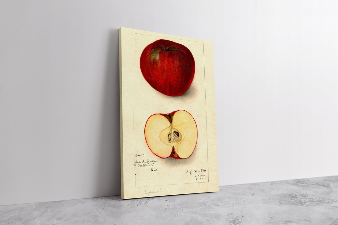 Red Apple Watercolor, Red Apple Fruit Illustration Ingram Variety ...