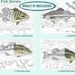 Freshwater Fish Coloring Pages: Adult Coloring Pages; Largemouth Bass ...
