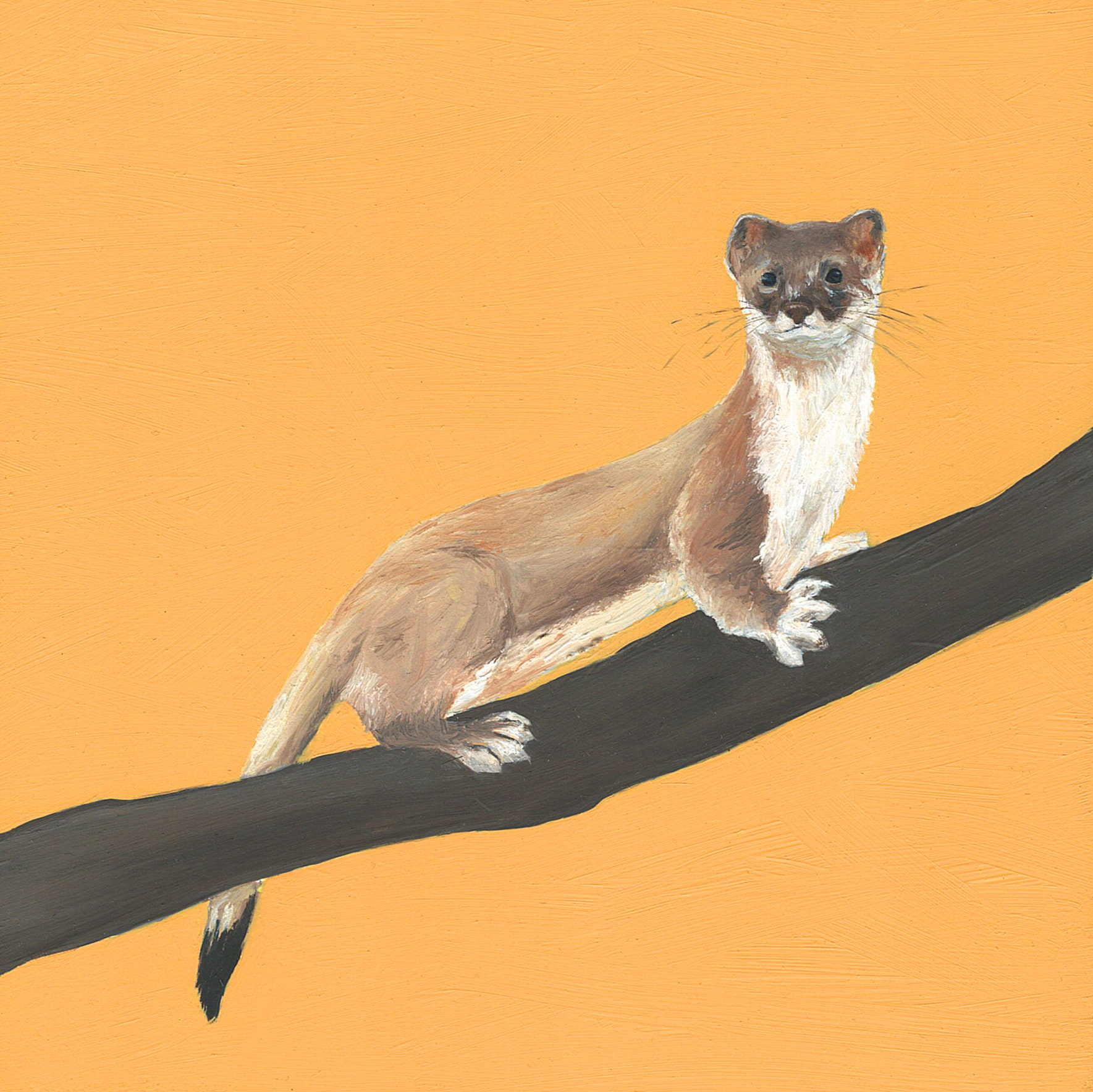 Long Tailed Weasel Drawing