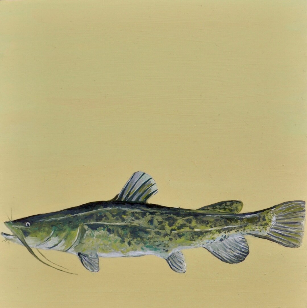 Flathead Catfish Print - Etsy