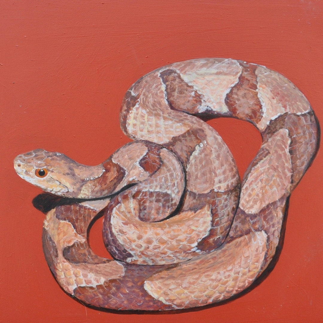 Copperhead Print - Etsy