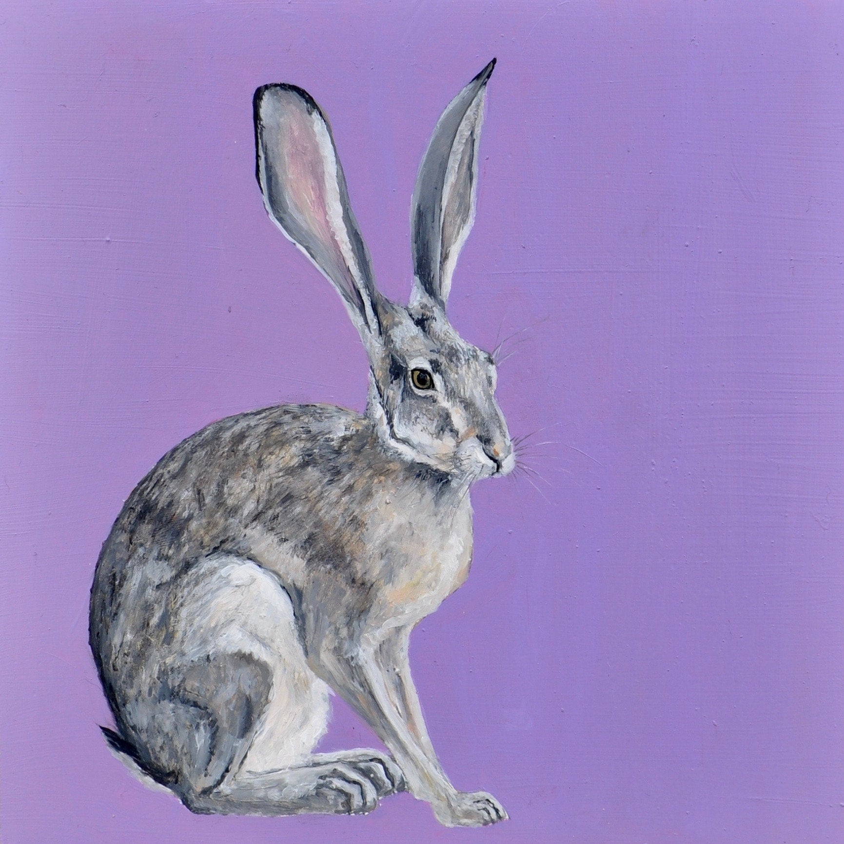 Black Tailed Jackrabbit Drawing