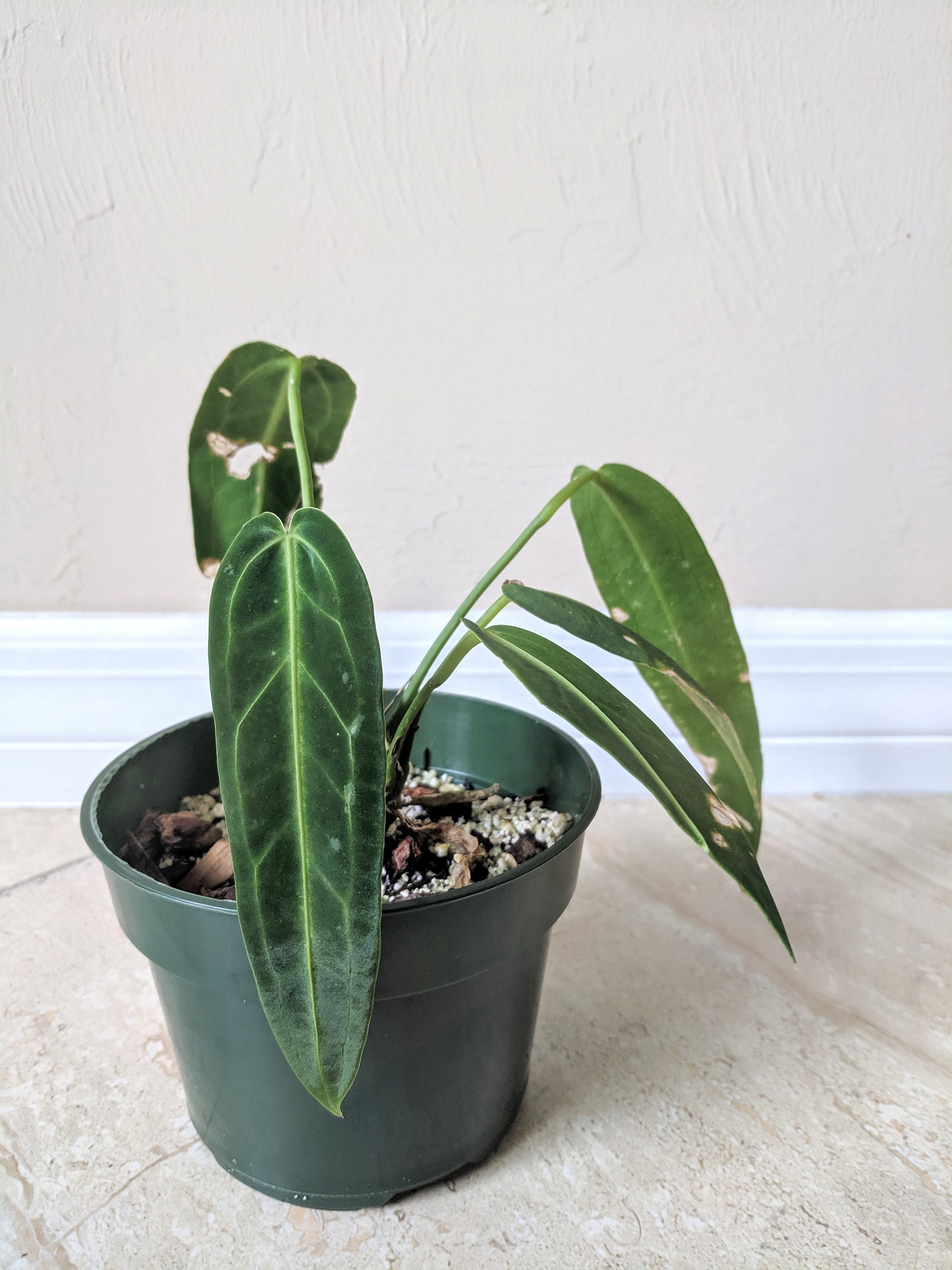 Craft Supplies & Tools Anthurium Warocqueanum a.k.a Queen Anthurium ...