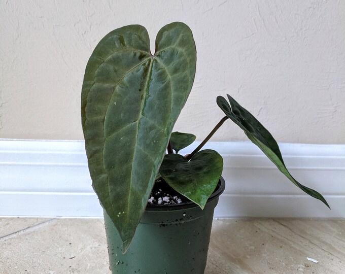 Anthurium Ace of Spades - Etsy