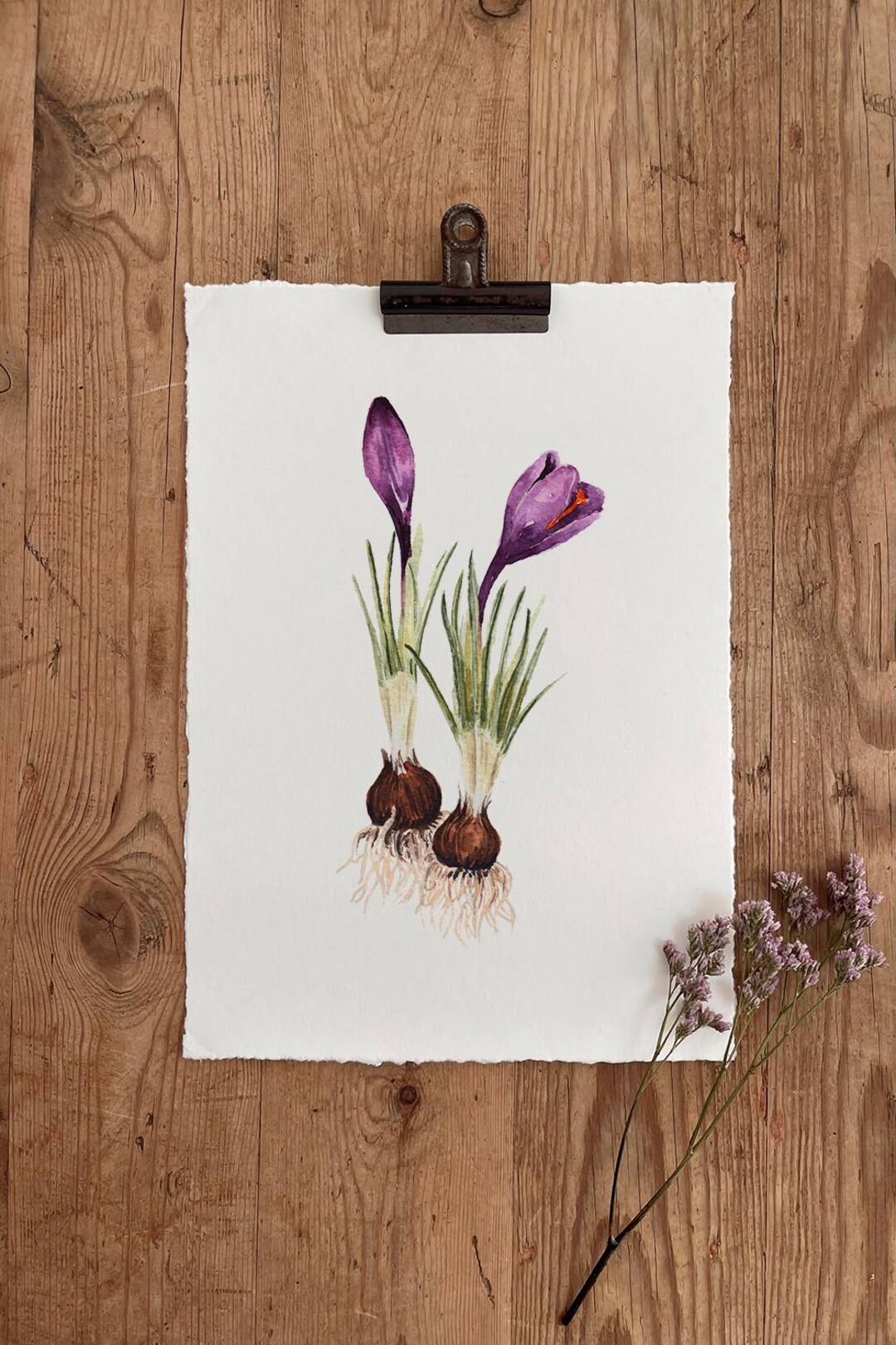 A5 / A4 Crocus Spring Bulb Watercolour Painting - Eco Fine Art Print - Etsy