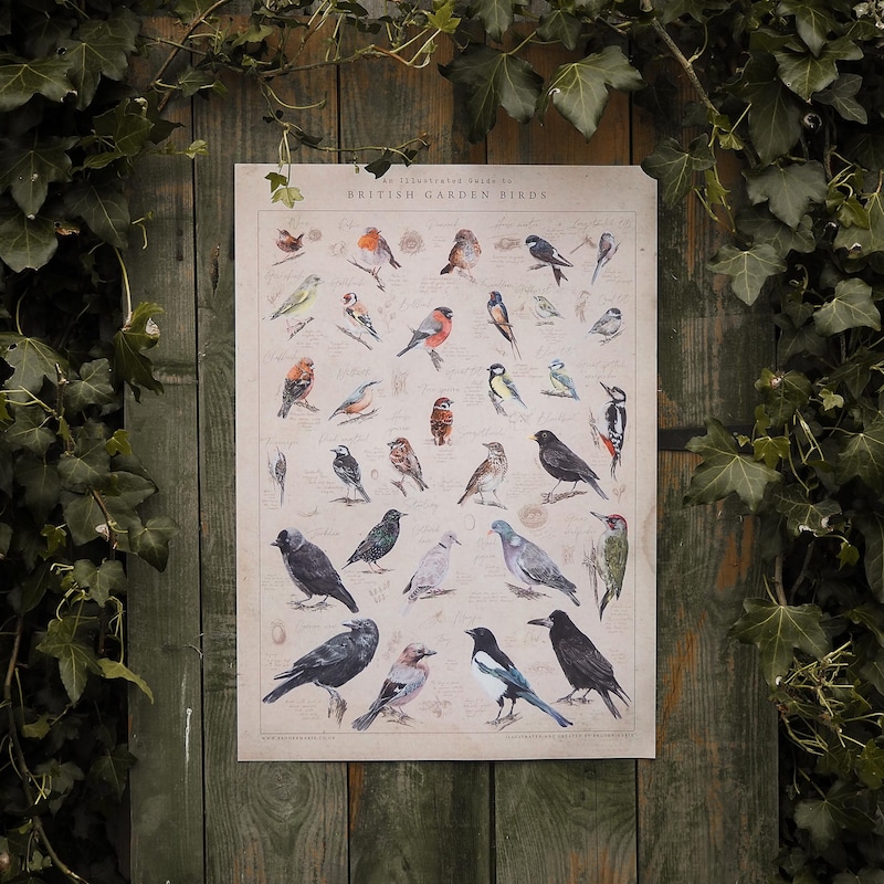 British Birds Poster - Etsy UK