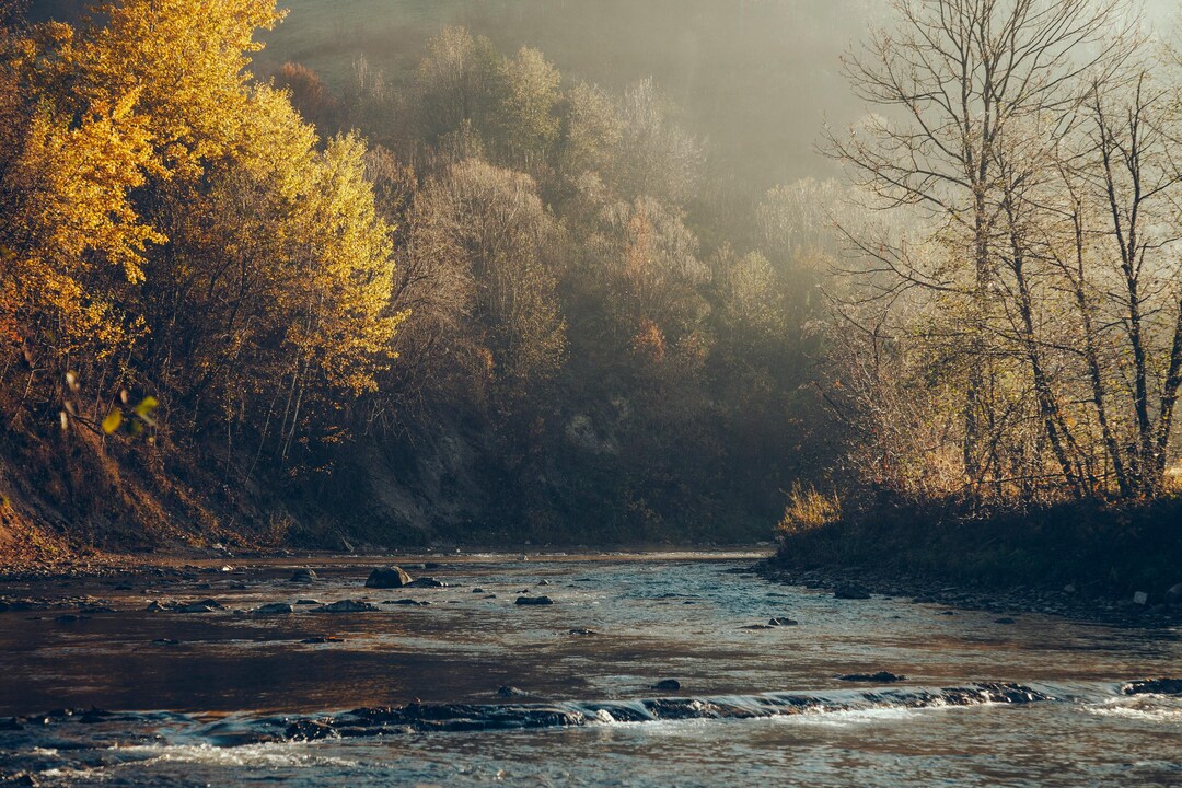 Prut River Beautiful Golden Trees With Fall Foliage in Carpathians ...