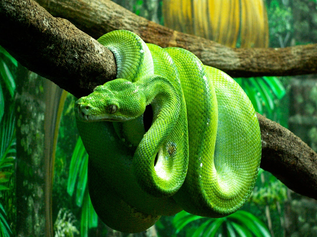 Green Python Curled Around Tree, Native to the Tropical Rainforests of ...