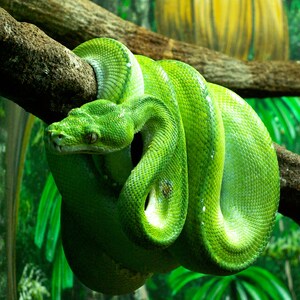 Green Python Curled Around Tree, Native to the Tropical Rainforests of ...