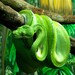 Green Python Curled Around Tree, Native to the Tropical Rainforests of ...
