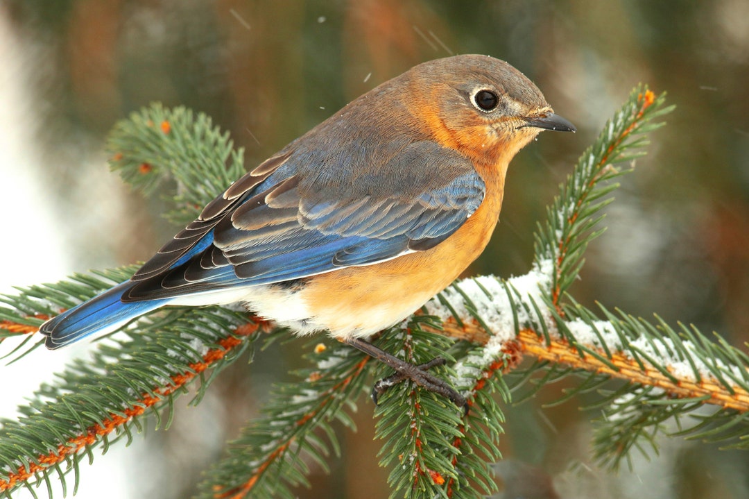 Female Eastern Bluebird a Small North American Migratory Thrush Found ...
