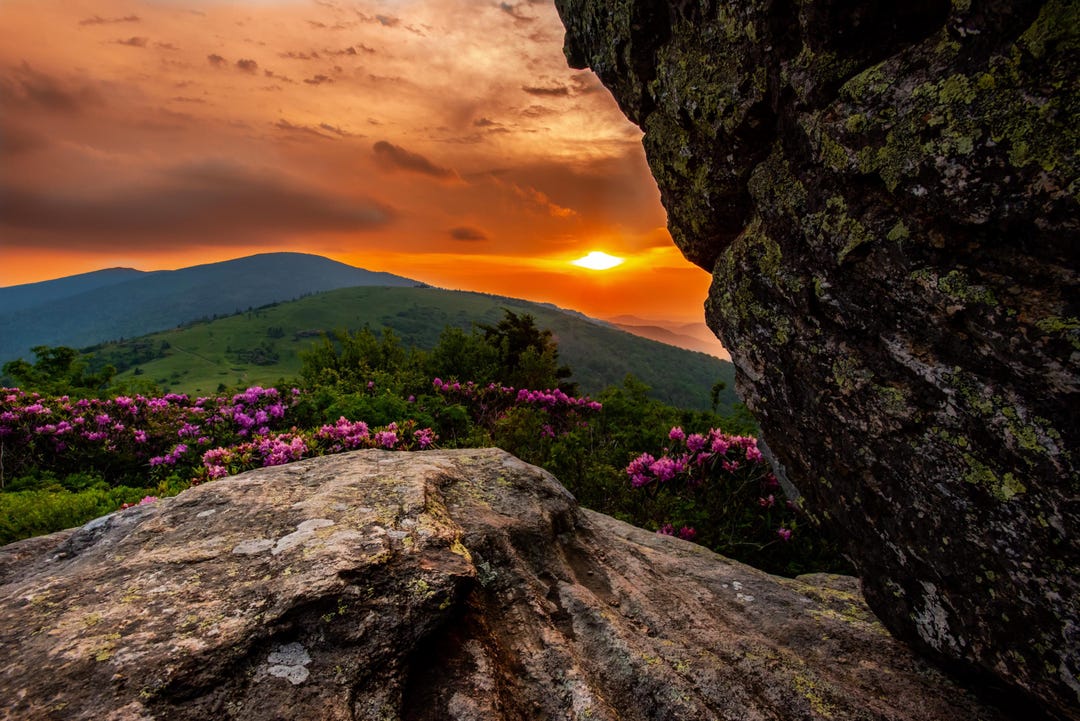 Vibrant Sunset Behind Jane Bald Rhododendron in the Blue Ridge ...