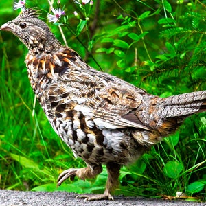 Ruffed Grouse Pennsylvania State Bird Canvas Print Wildlife Canvas Bird ...