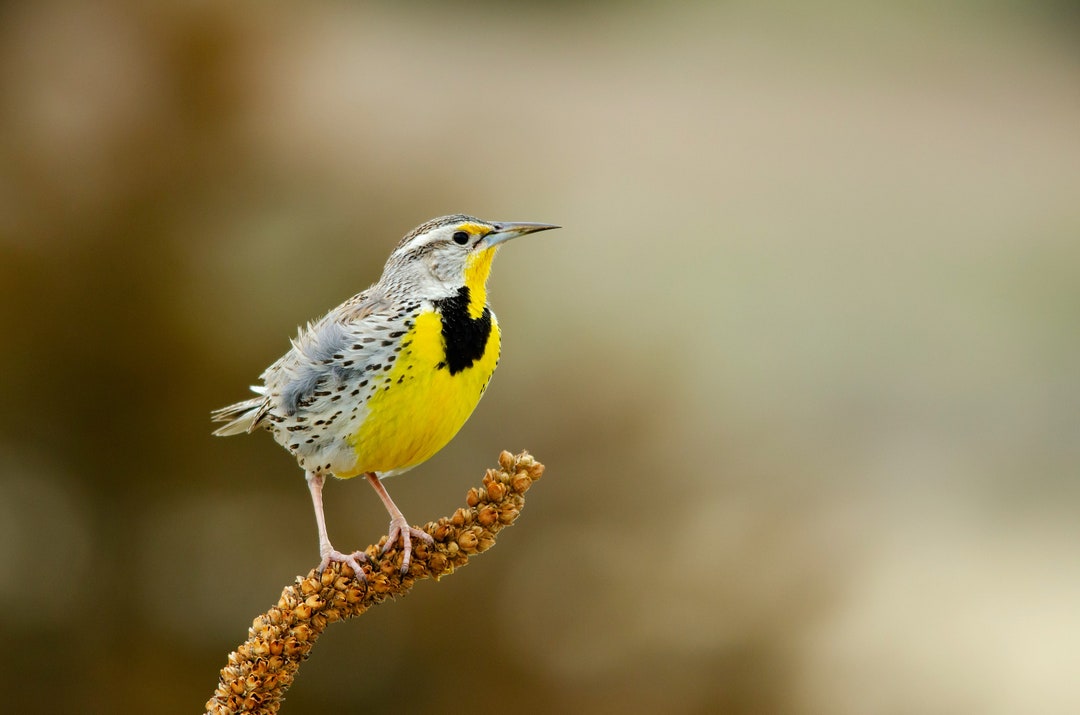 Western Meadowlark, Montana & Nebraska State Bird Canvas Print Wildlife ...