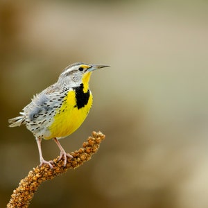 Western Meadowlark, Montana & Nebraska State Bird Canvas Print Wildlife ...