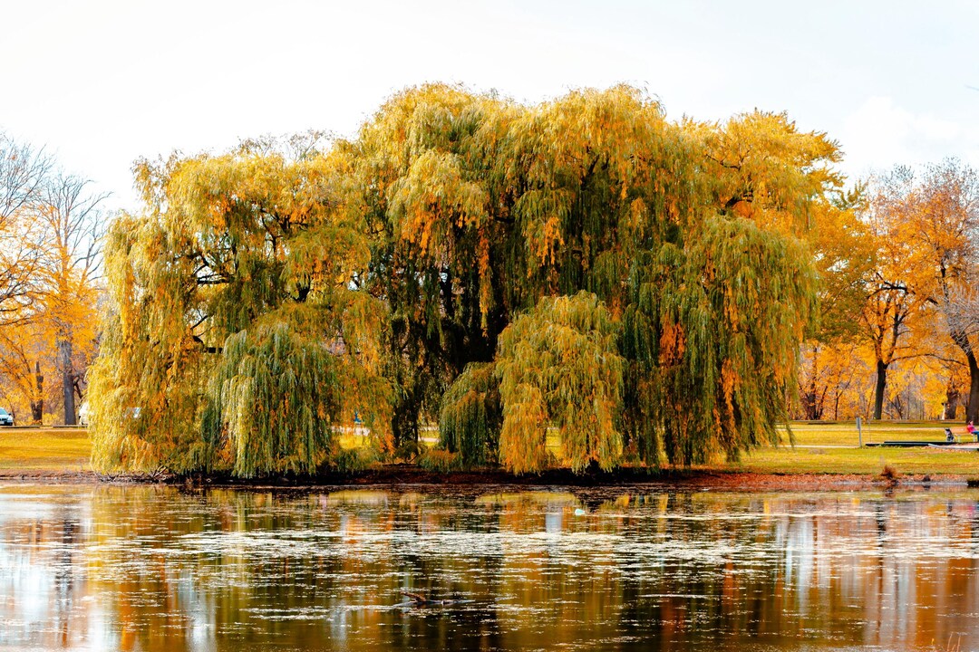Riverside Park in Grand Rapids Michigan Landscape of a Weeping Willow ...