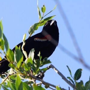 Lark Bunting Colorado State Bird Known for Their Striking Appearance ...