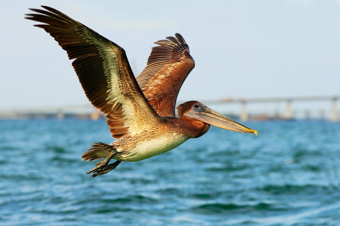 Brown Pelican Louisiana State Bird Canvas Print Wildlife Canvas Print ...
