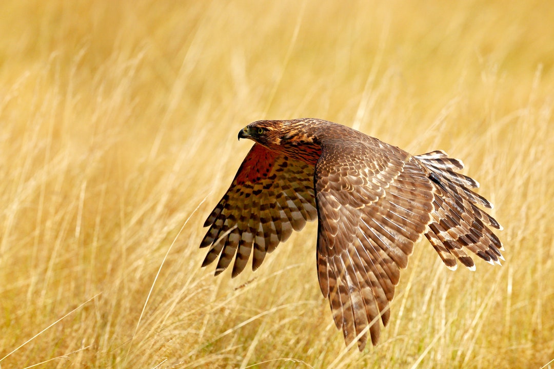 Flying Bird of Prey Goshawk With Yellow Summer Meadow Wildlife Action ...