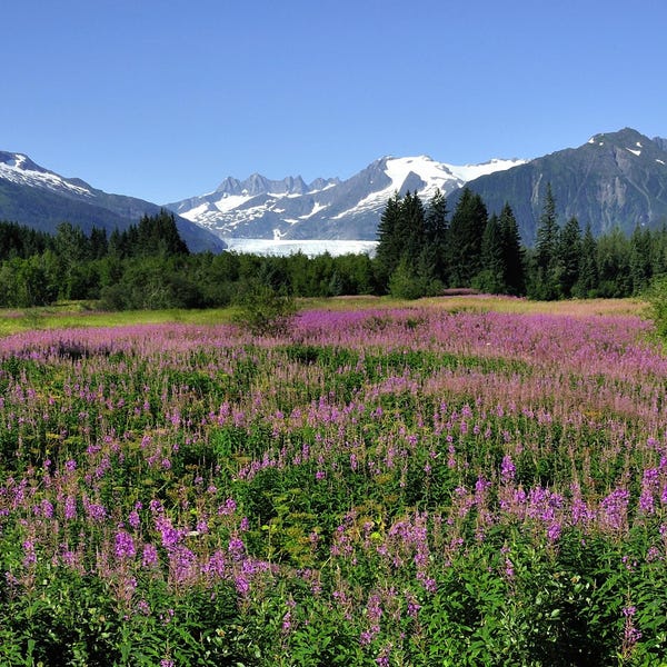 Alaskan Fireweed - Etsy