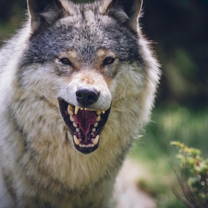 Portrait of a Beautiful Grey Wolf Known as an Alaska Timberwolf ...