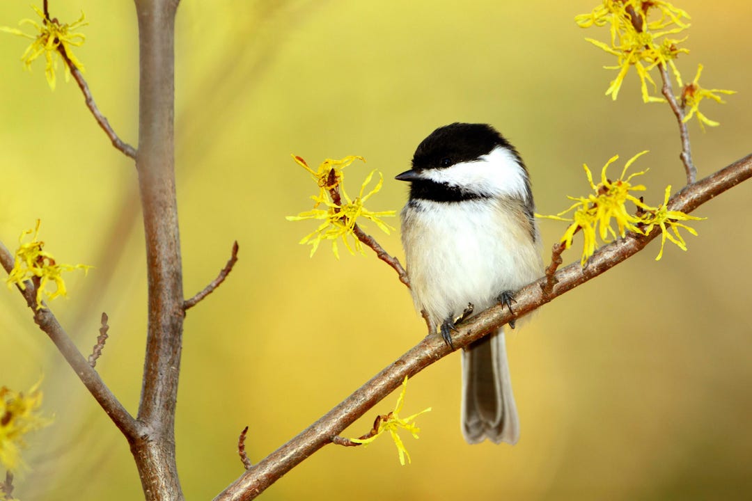 Black-capped Chickadee Massachusetts State Bird, North American ...