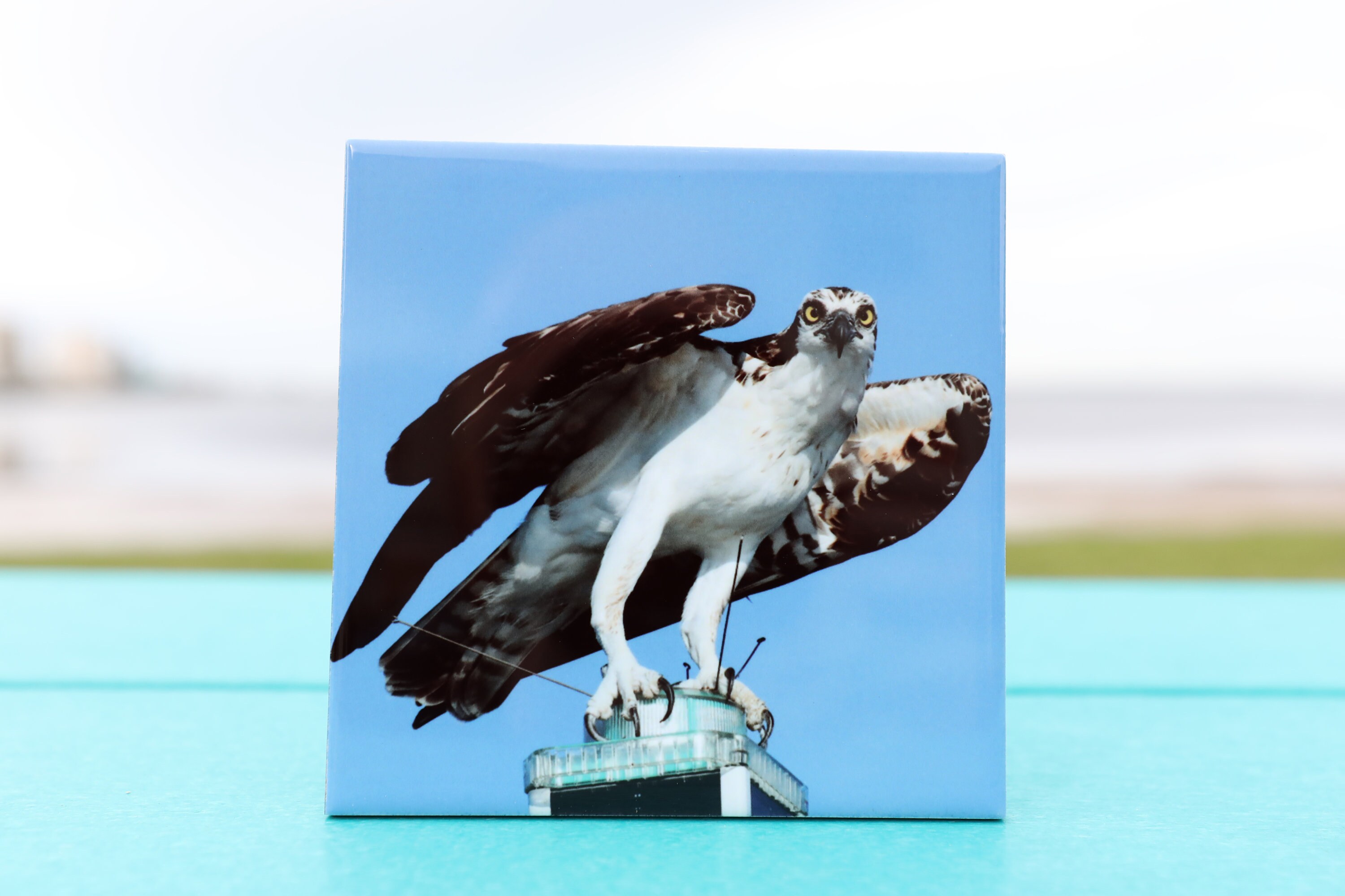 Osprey on Tile/ Florida Bird/dunedin FL Bird - Etsy UK