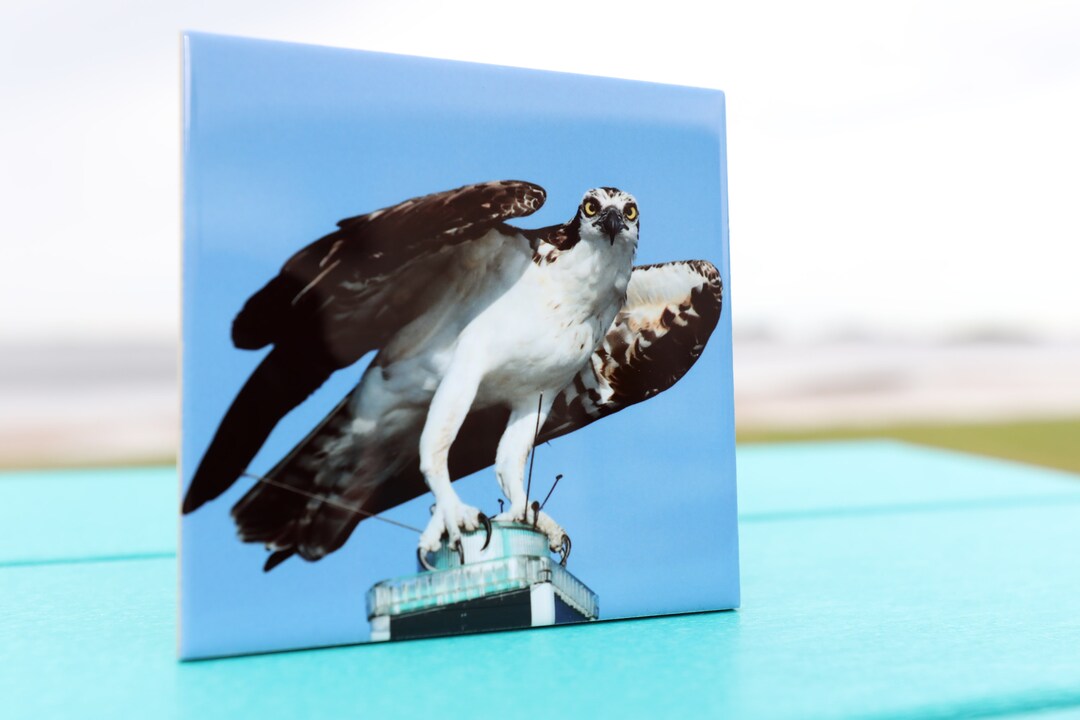 Osprey on Tile/ Florida Bird/dunedin FL Bird - Etsy UK